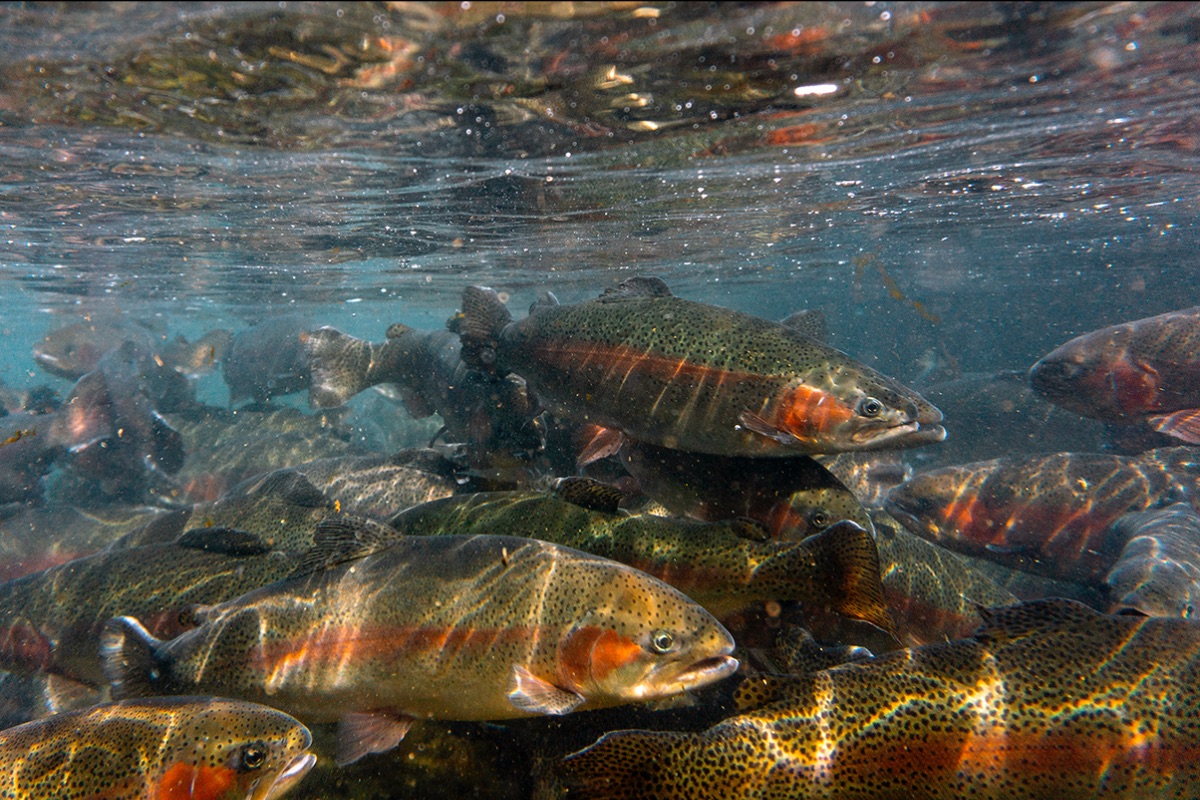 WVDNR stocks 43 waters during second week of fall trout stocking - West ...