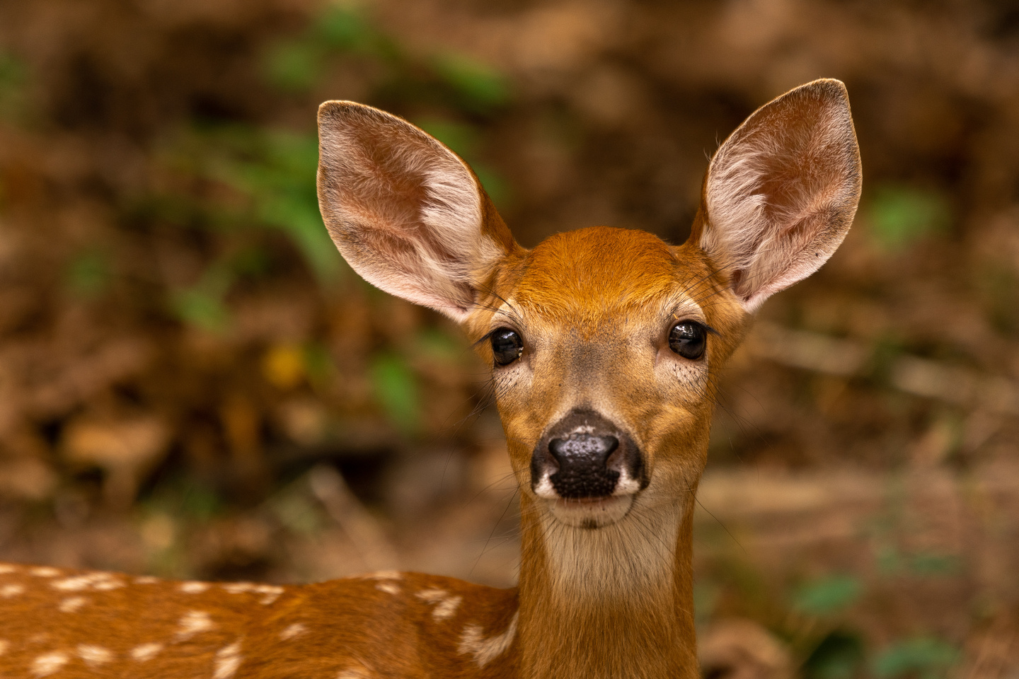 WVDNR reminds public to leave young wildlife alone - West Virginia ...