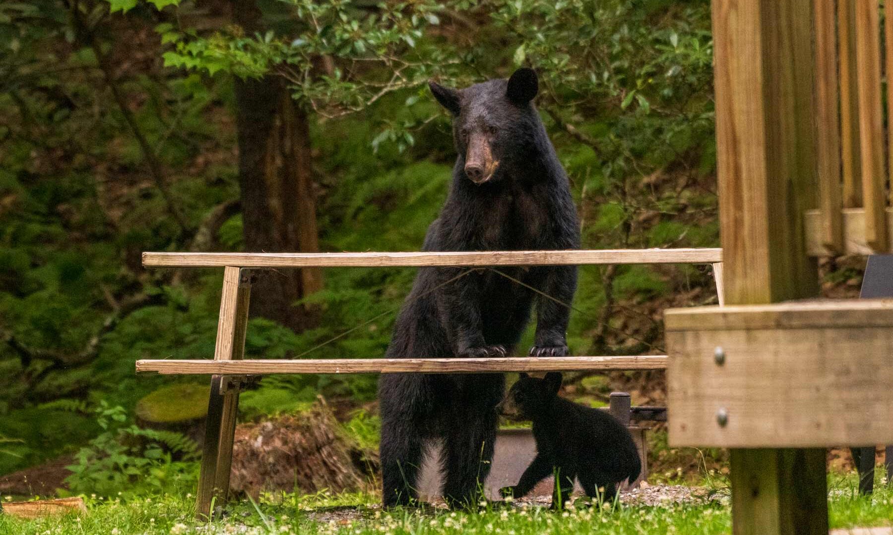 WVDNR Urges Residents to Remove Bear Attractants and Prevent Conflicts ...