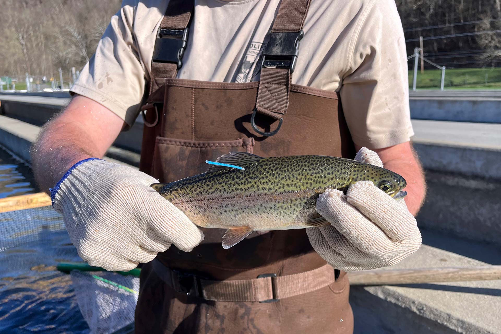 WVDNR to Conduct Trout Tagging Study in Spring and Fall - West Virginia ...