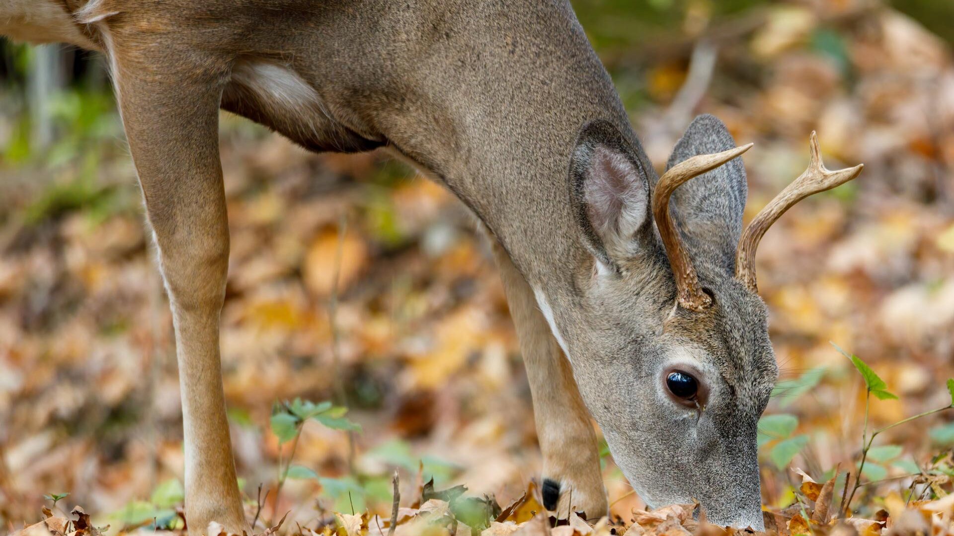 WVDNR releases 2025 Hunting Outlook and Mast Survey - West Virginia Department of Commerce ...