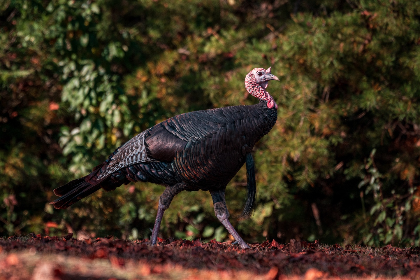 West Virginia’s fall turkey season opens Oct. 11 - West Virginia ...
